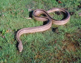 Especies en Peligro de Extincion (Culebras): ¿Geophis? y ¿Que Son