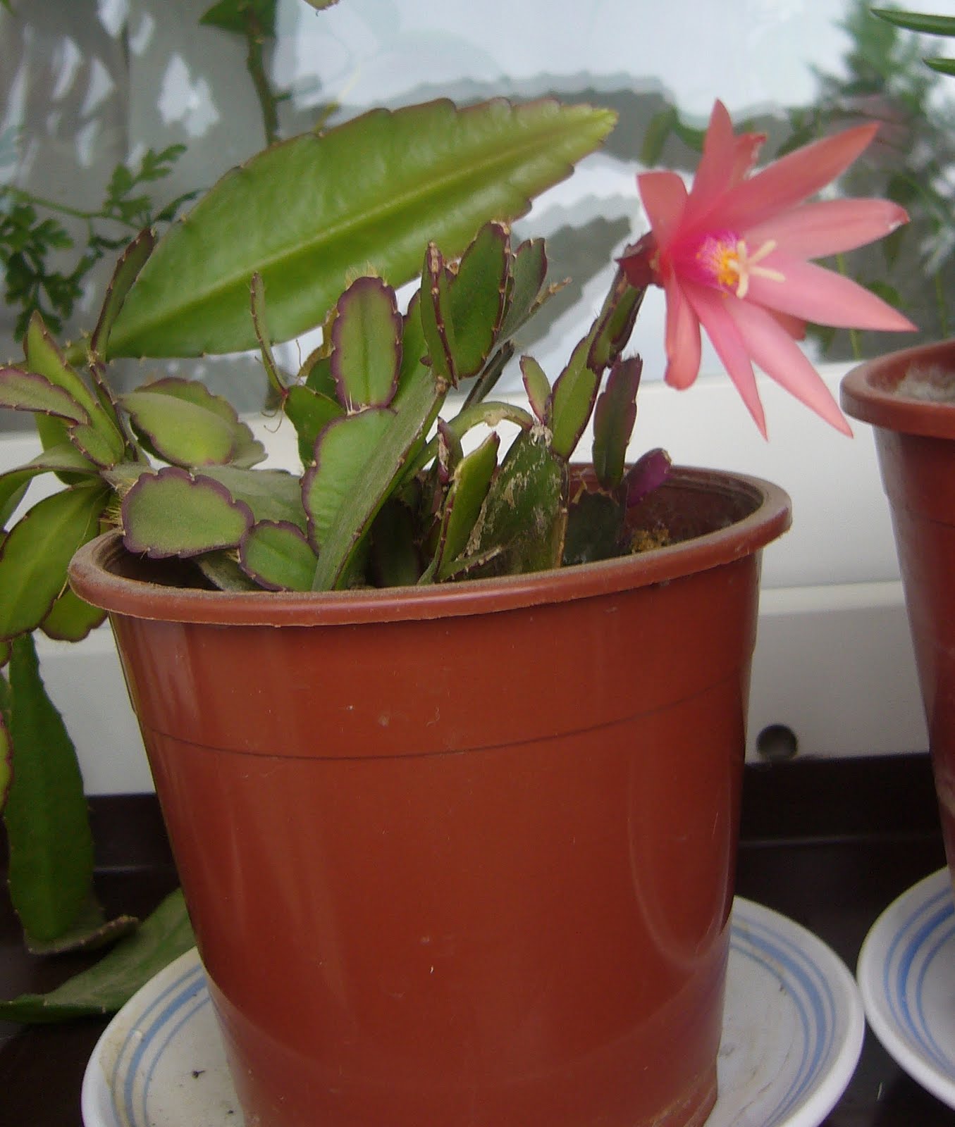 O fată simplă, într-un scaun rulant: Cactusi infloriti