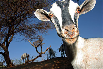 AfricaProject53: THE IMPORTANCE OF LIVESTOCK IN SOMALIA