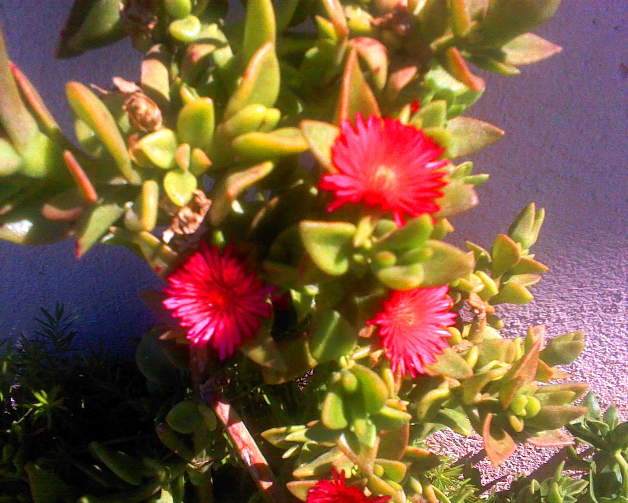 cultivos cc: rayito de sol