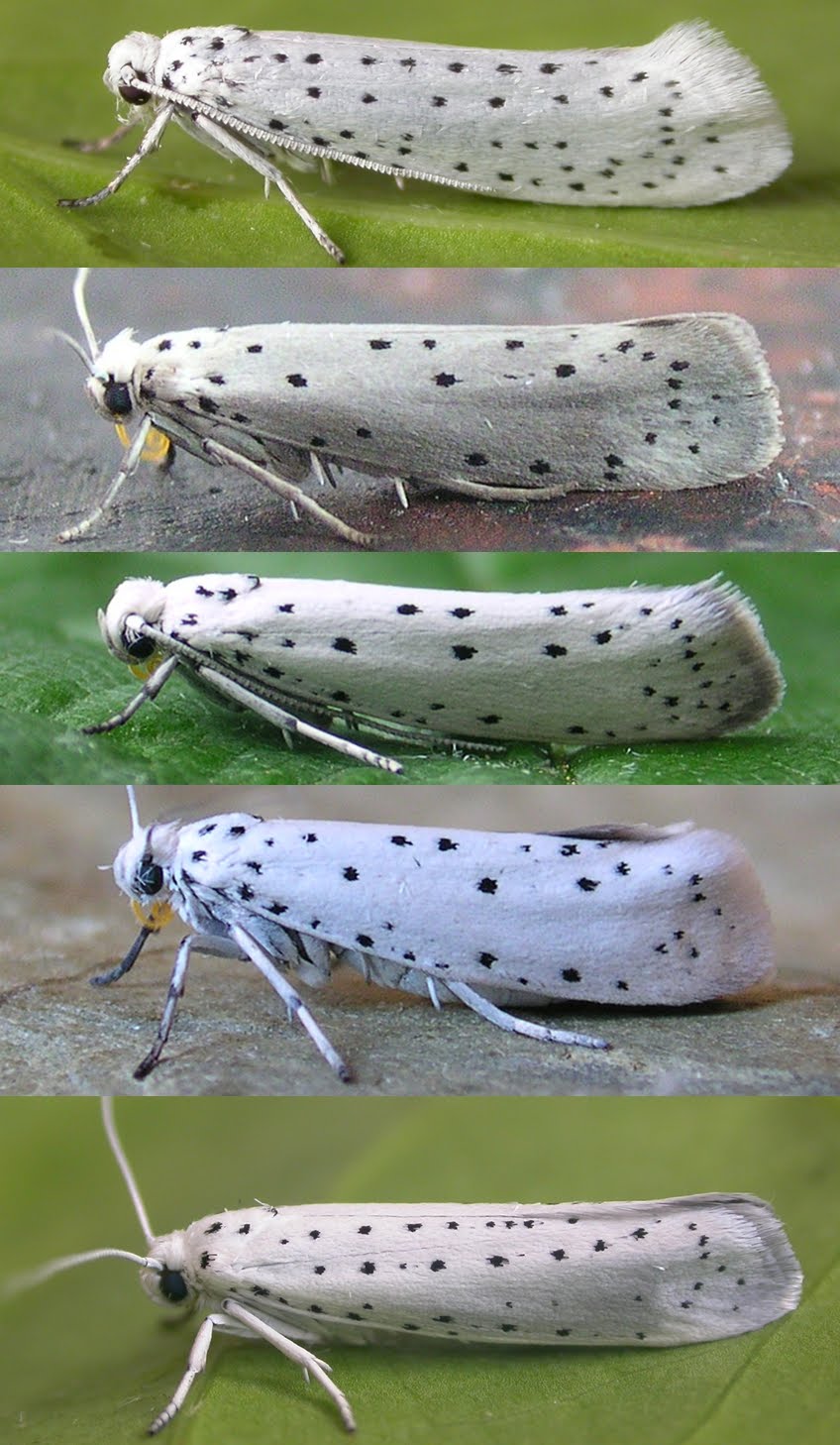 Friends of Chorlton Meadows: Small Ermine Moths by Ben Smart