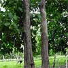 Valuable Information about Trees & Plants: Philippine teak