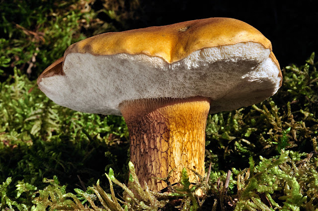 Champignons, fin de saison.