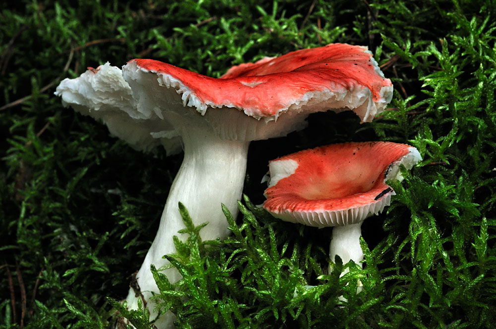 Champignons, fin de saison.