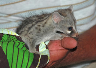 karfrica: Garden Safari III: Kobus Rescues a Genet Baby