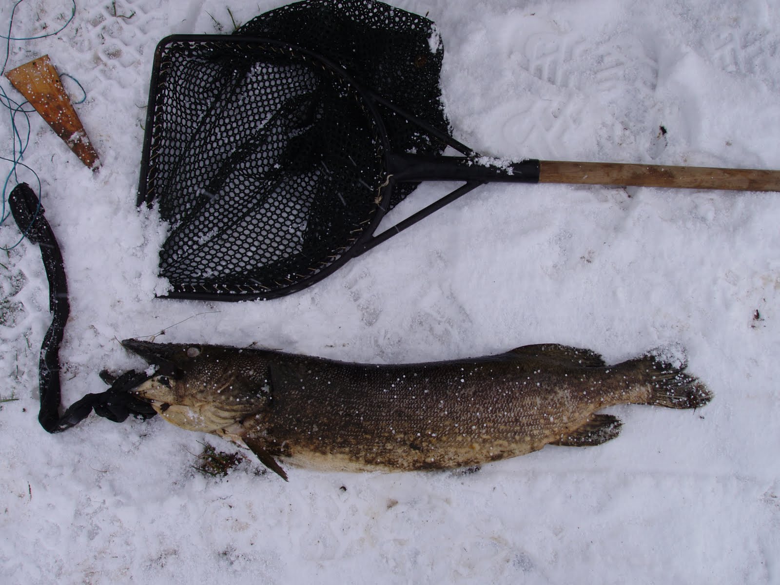 PIKE ANGLERS CLUB : Illegal set lines kill Lincolnshire pike