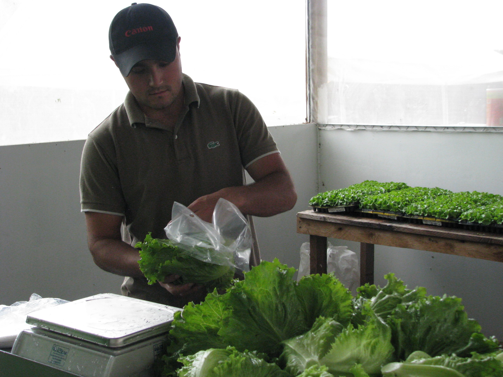 Hidroponia en el jardín: Proceso de lavado, selección y empaque