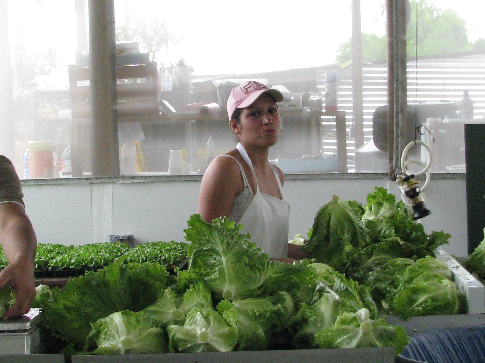 Hidroponia en el jardín: Proceso de lavado, selección y empaque