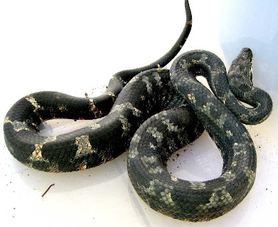 Pacific Boa Constrictor Snakes (Candoia bibroni bibroni)