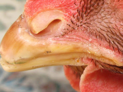 Inspiration by Deseos Design: Chicken