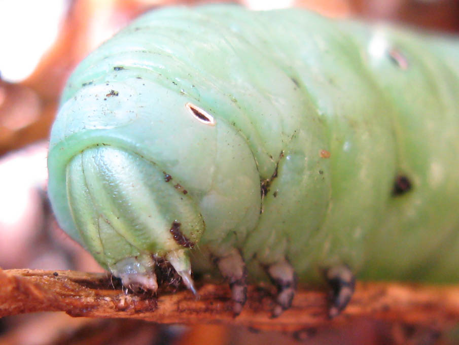 Inspiration by Deseos Design: Huge caterpillar in my garden