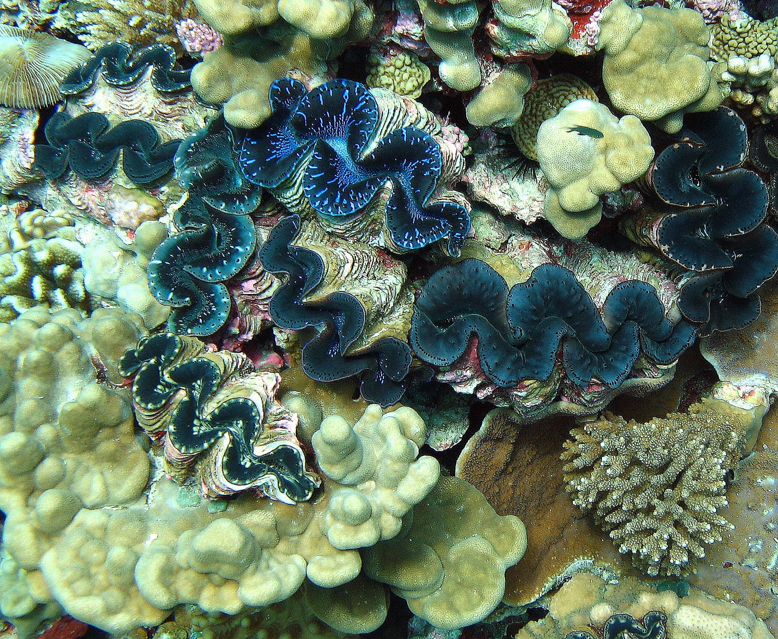 American Samoa & the Pacific Remote Islands: Kingman Reef