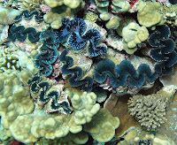 American Samoa & the Pacific Remote Islands: Kingman Reef