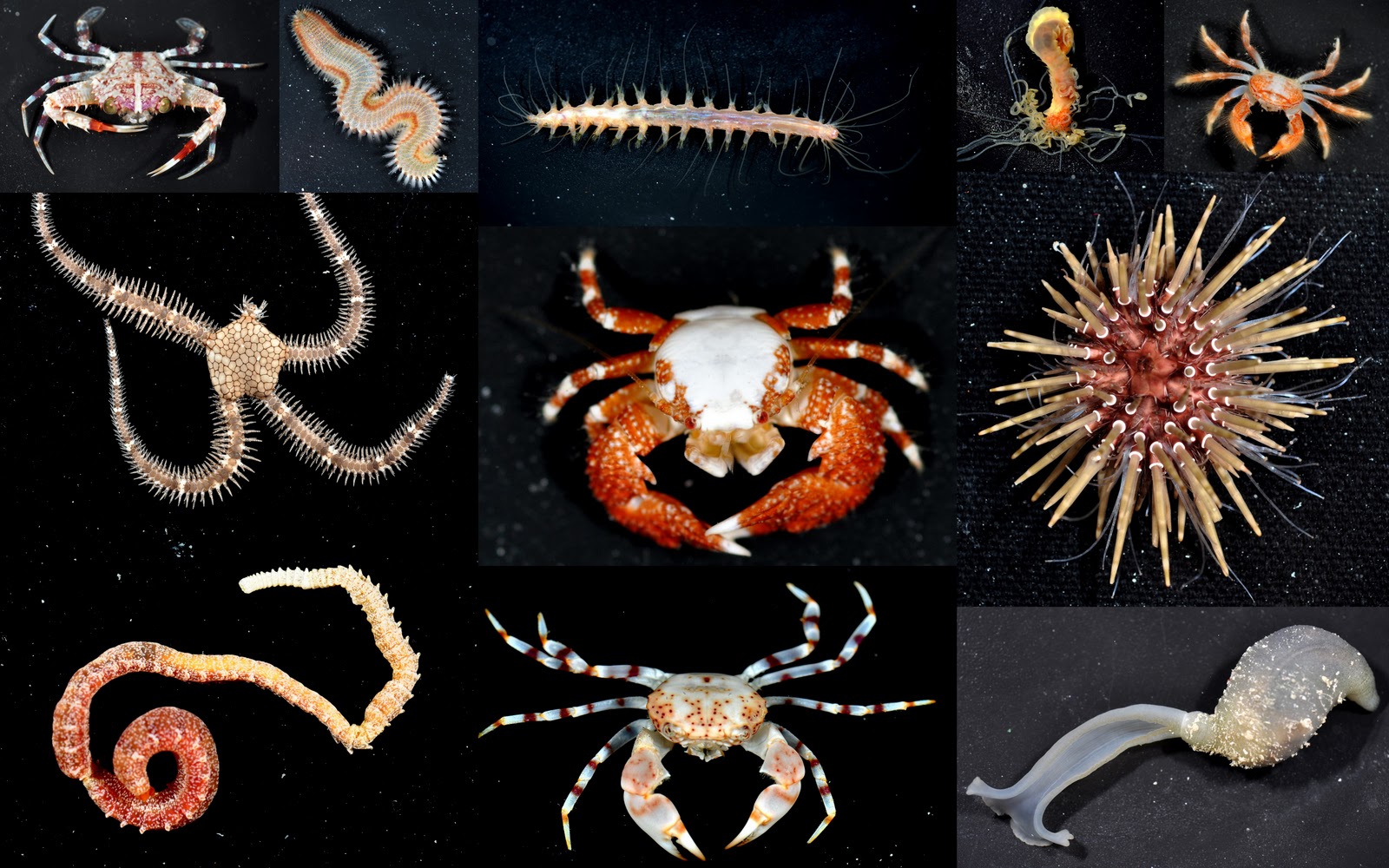 American Samoa & the Pacific Remote Islands: Autonomous Reef Monitoring ...