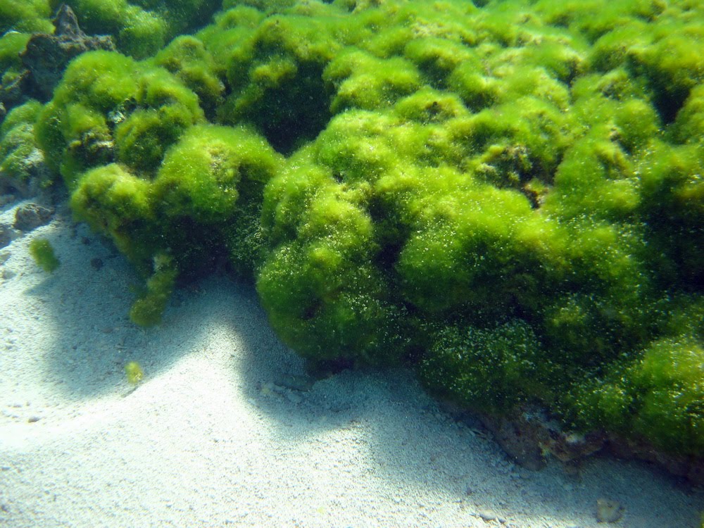 NOAA Coral Reef Ecosystem Division – Mission Blog: Are certain algae ...