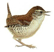 Cats in the Kitchen, Flora in the Garden