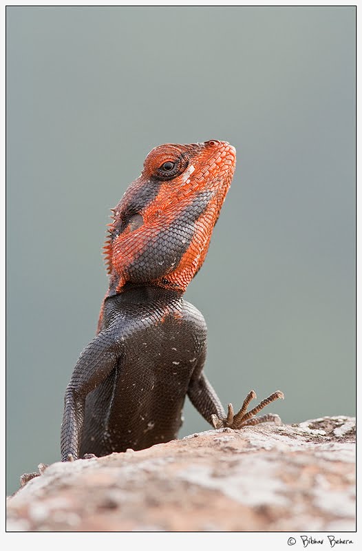 Orissa Wildlife Chronicles: Indian Rock Lizard/Agama