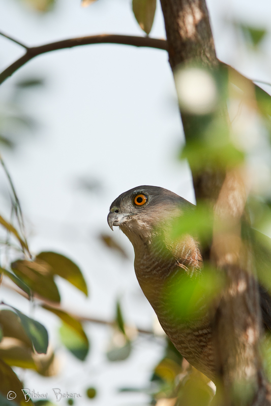 Orissa Wildlife Chronicles: Shikra