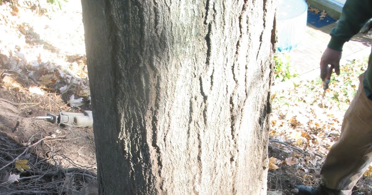 Field Notes: Improper Planting