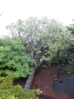 Field Notes: Girdling Roots on a Bradford Pear