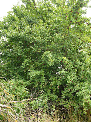 WasIchWillWieIchswWill: Ringlo-Kompott