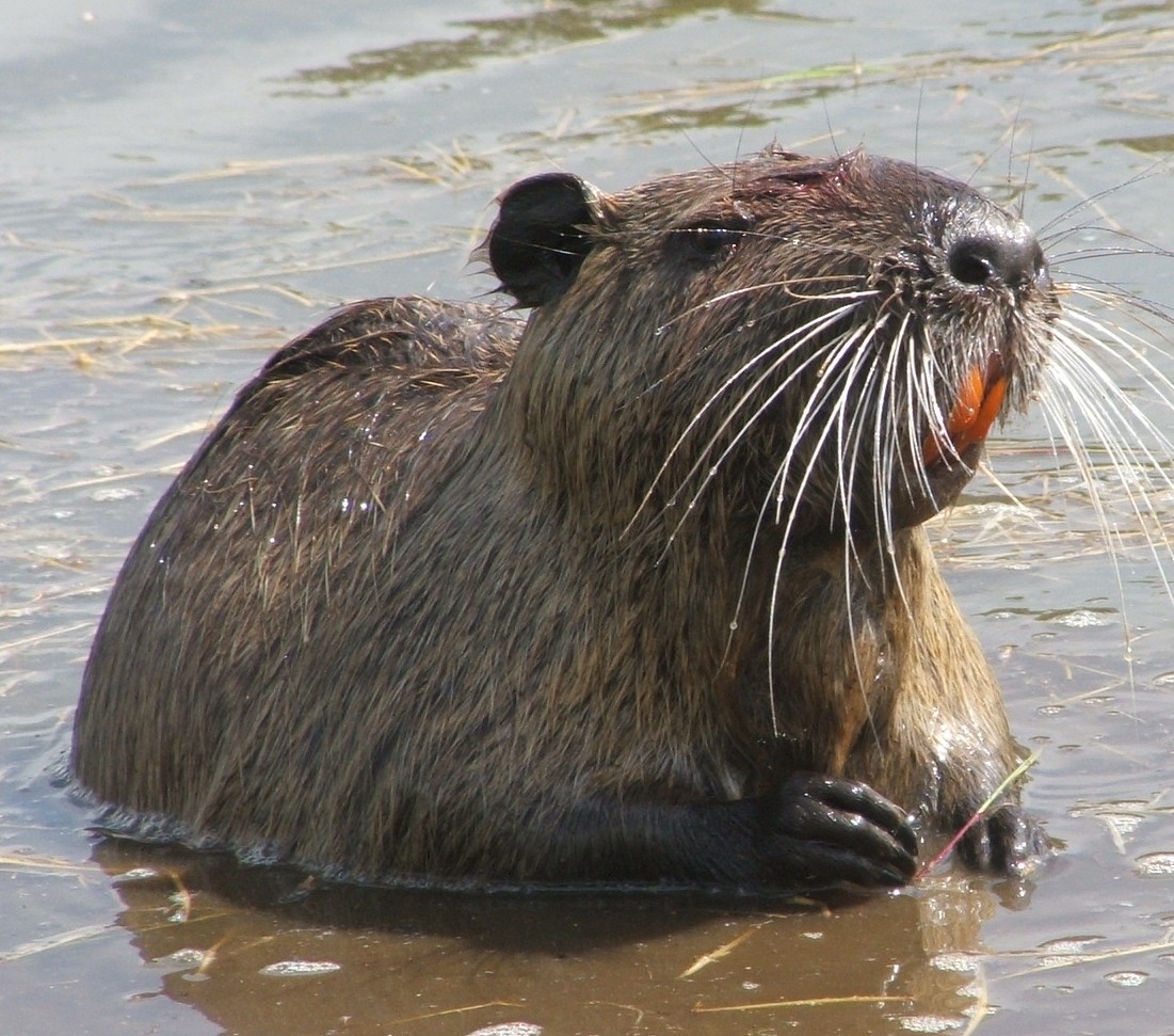 Arteiro: O Ratão(nutria)