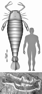 PALAEOBLOG: Largest Sea Scorpion Discovered