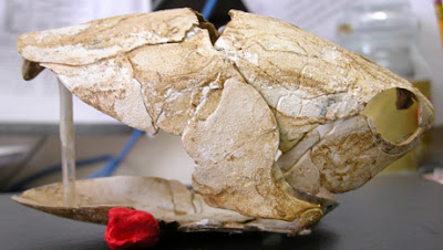 PALAEOBLOG: Fossilized Muscles of Devonian Placoderms