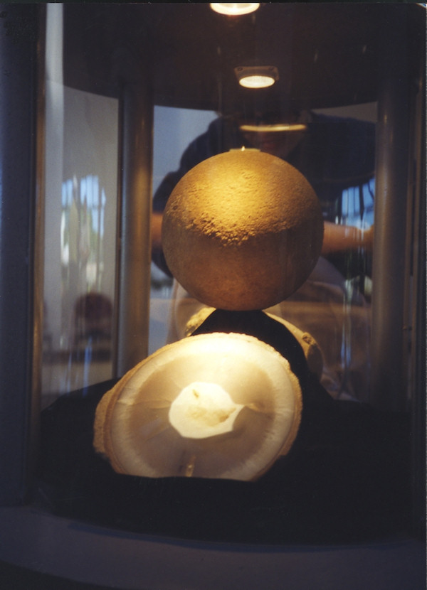 PALAEOBLOG: The Museum of Paleontology Egidio Feruglio, Argentina