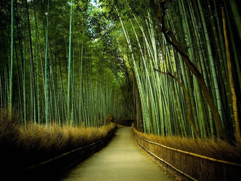 El píxel del bosque: Bosques de Bambu en Kyoto (Japon)