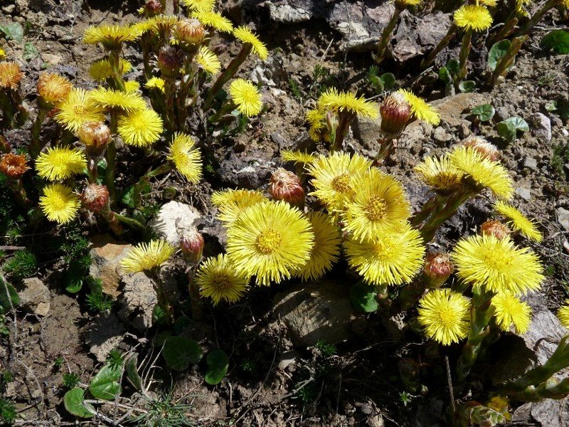 Naturaleza y Medio Ambiente: Tussilago farfara
