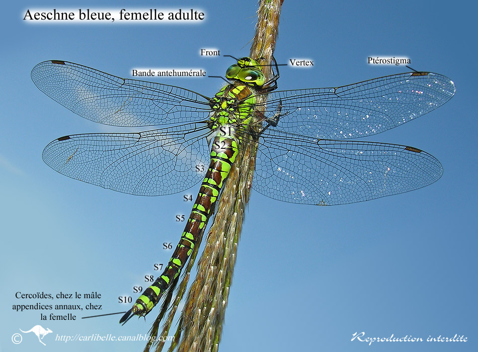 WILDLIFE GATEWAY: ODONATA - Reconnaître les libellules
