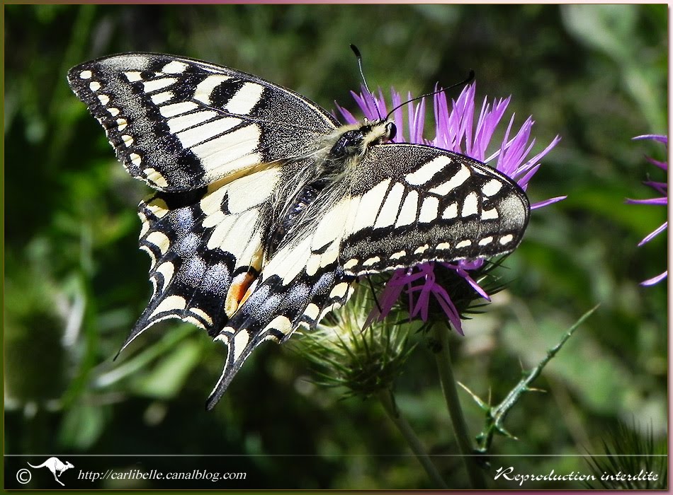 WILDLIFE GATEWAY: Histoire de... Papillons, le Machaon
