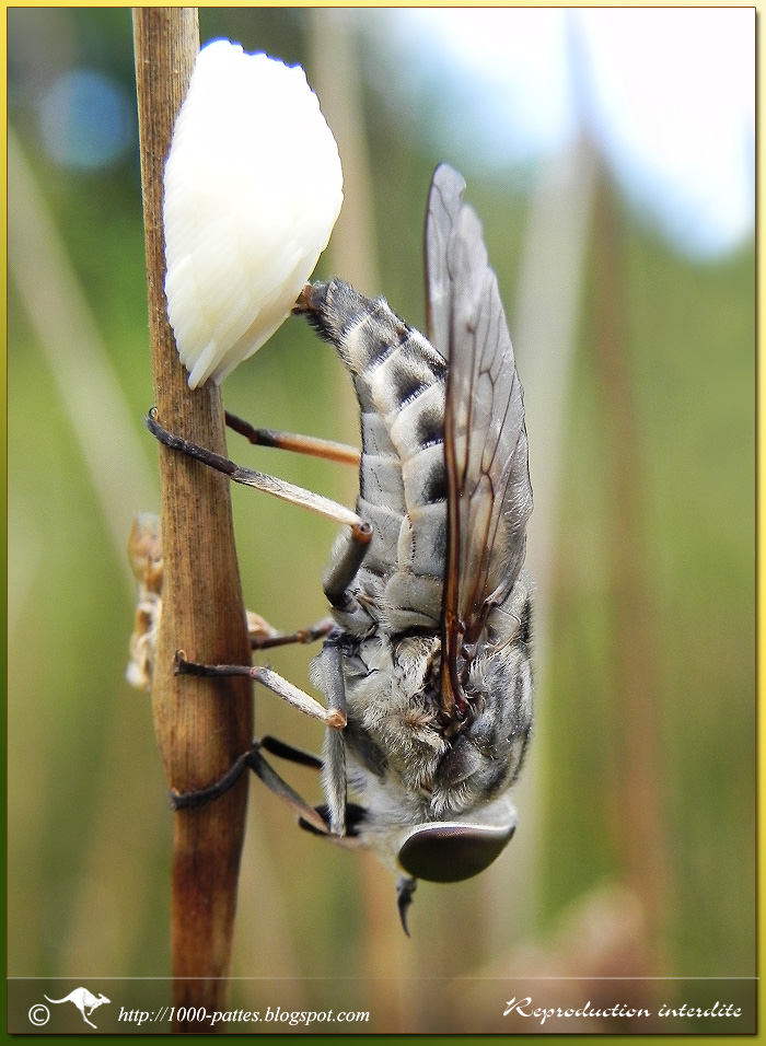 WILDLIFE GATEWAY: Le temps d'un taon!