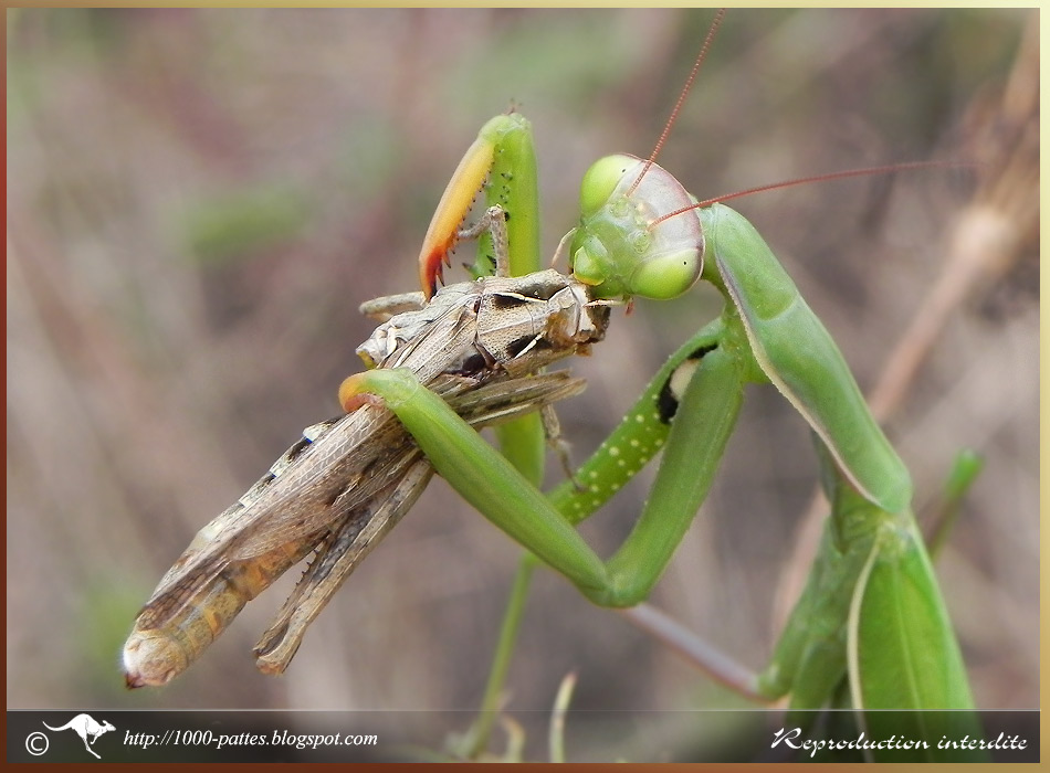 WILDLIFE GATEWAY: Mante religieuse