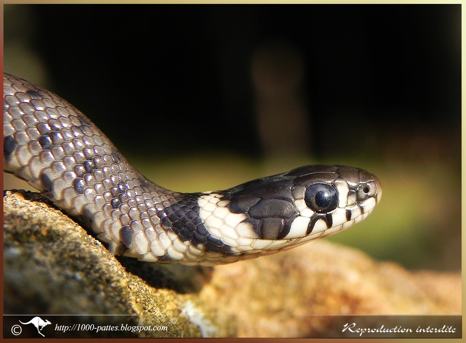 WILDLIFE GATEWAY: Couleuvre à collier, portraits