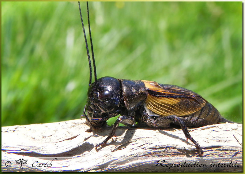 WILDLIFE GATEWAY: Le grillon champêtre