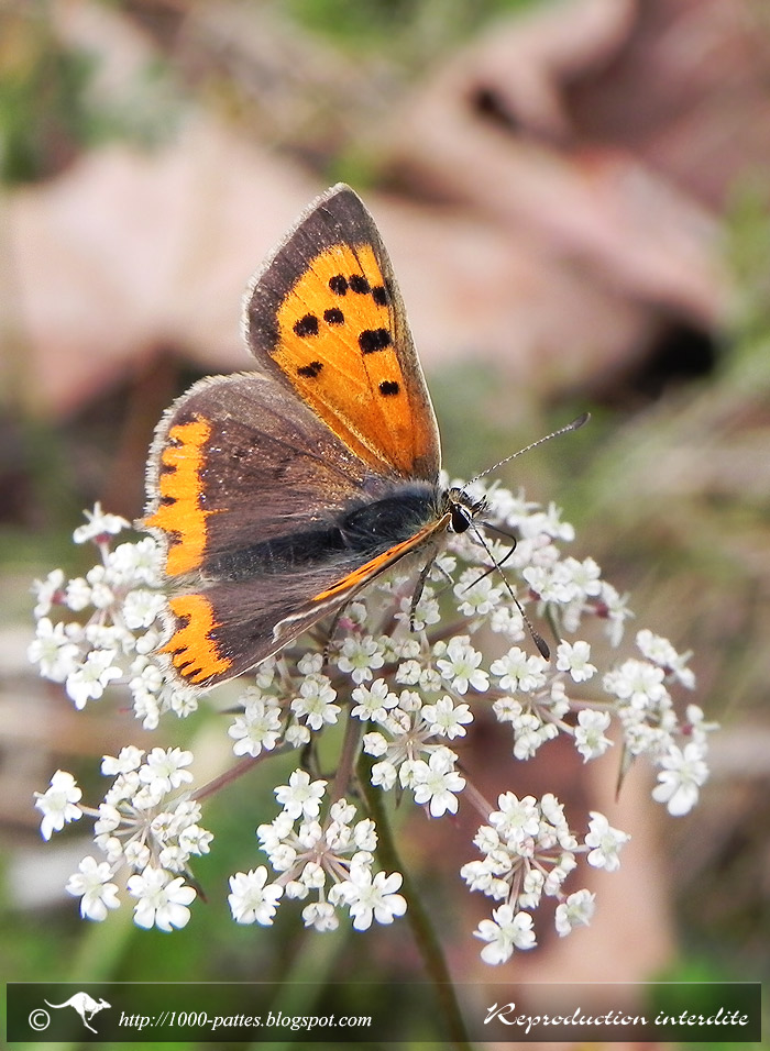 WILDLIFE GATEWAY: Les petits papillons de ces derniers jours!