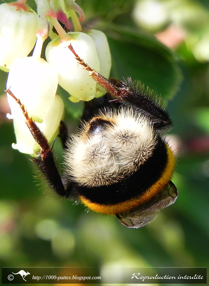 WILDLIFE GATEWAY: Mes derniers bourdons!