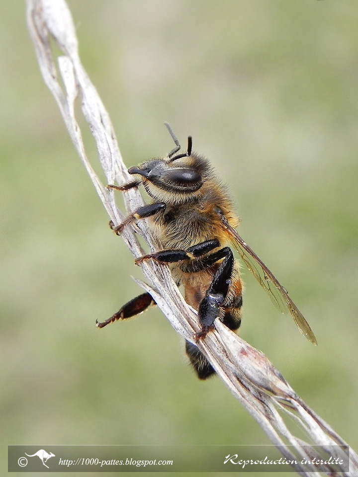 WILDLIFE GATEWAY: Une autre histoire d'abeille