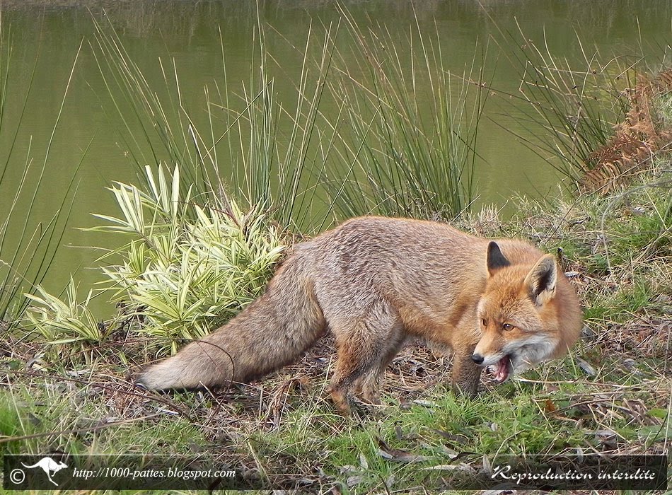 WILDLIFE GATEWAY: Goupil, la renarde - 02
