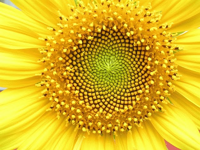 WILDLIFE GATEWAY: The Fibonacci sequence in Nature