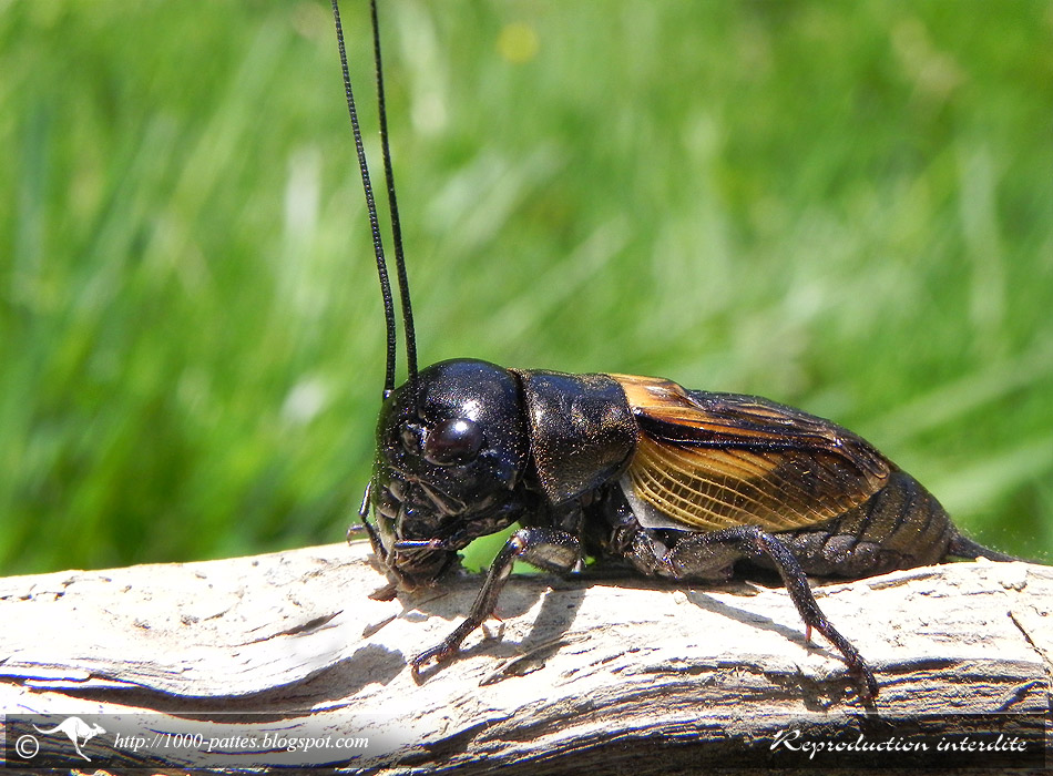 WILDLIFE GATEWAY: Le grillon champêtre