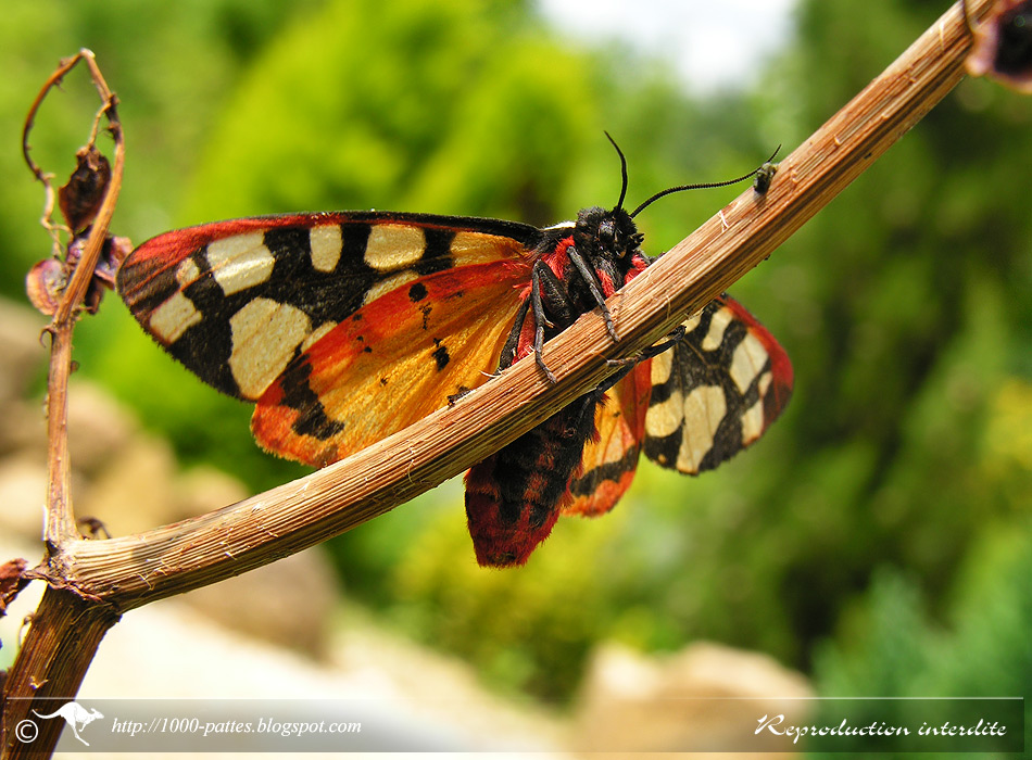 WILDLIFE GATEWAY: Les variations de l'Ecaille fermière!