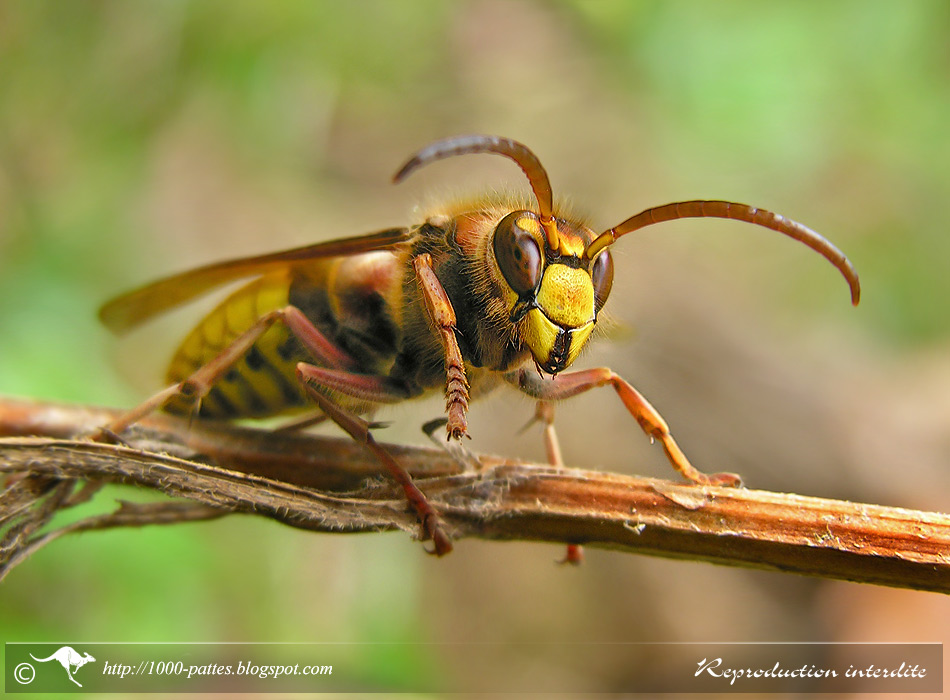 WILDLIFE GATEWAY: Frelon européen