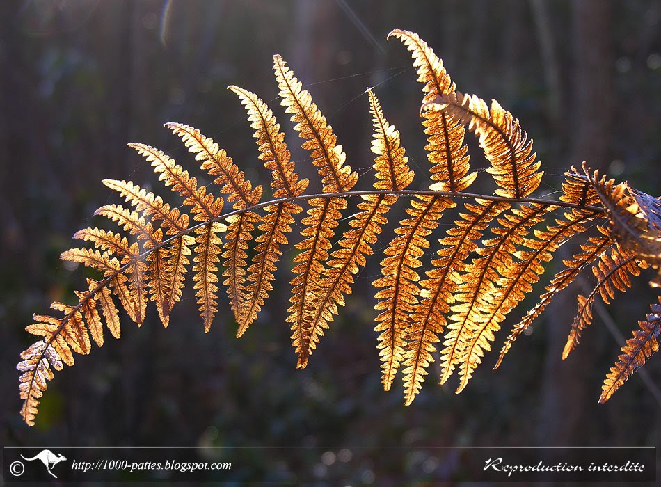WILDLIFE GATEWAY: The Fibonacci sequence in Nature