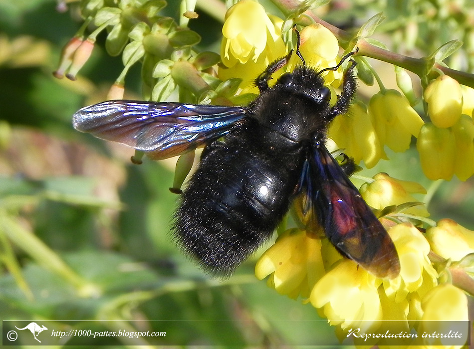 WILDLIFE GATEWAY: Xylocope Violacé