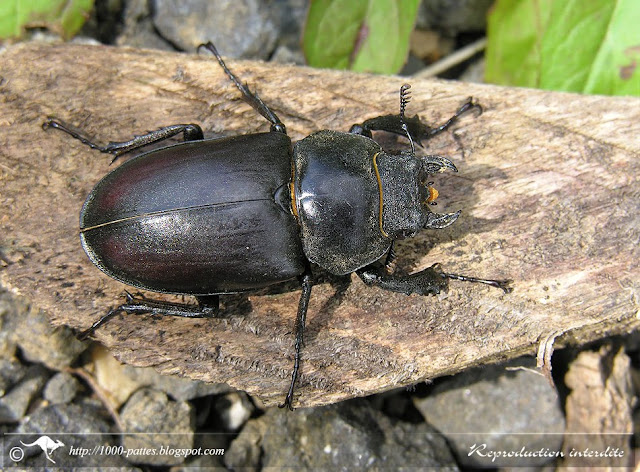 WILDLIFE GATEWAY: Petite biche VS Lucanus cervus