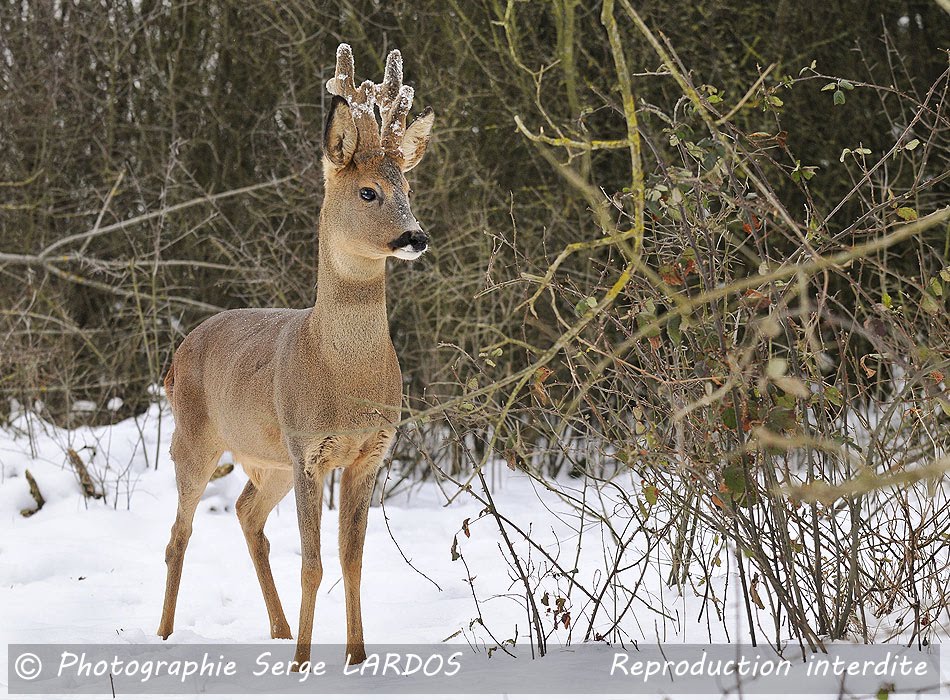 WILDLIFE GATEWAY: Les Chevreuils de Serge Lardos