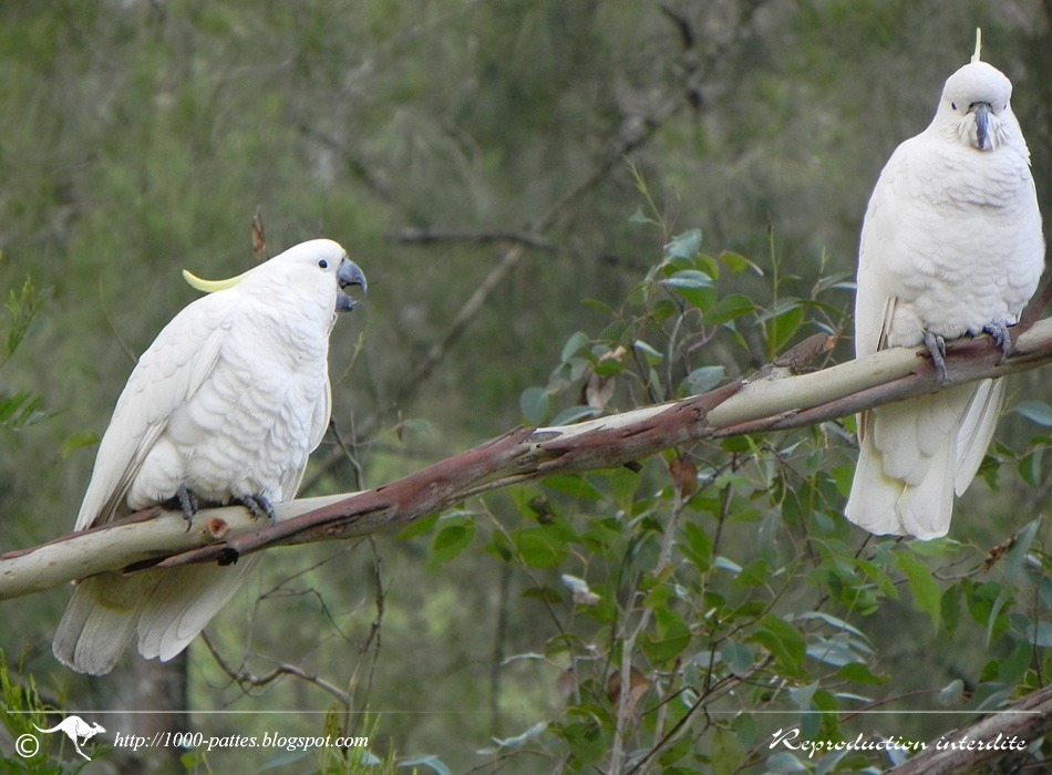 WILDLIFE GATEWAY: Le Cacatoès à crête jaune
